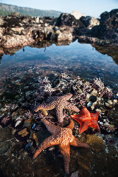 Tide Pool Pictures | Download Free Images on Unsplash