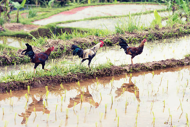 A Rooster Wandering Around On Tegelalang Rice Fields Pictures ...
