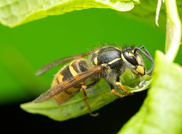 Free Stock Photo of Yellowjacket feeding | Download Free Images and ...