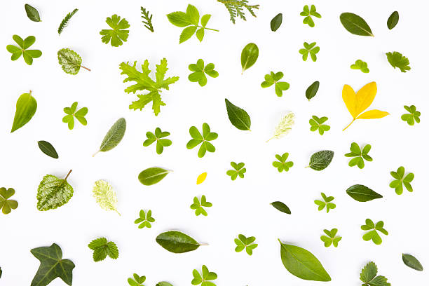 240+ Tuya Stock Photos, Pictures & Royalty-Free Images - iStock 240+ Tuya Stock Photos, Pictures & Royalty-Free Images - iStock
