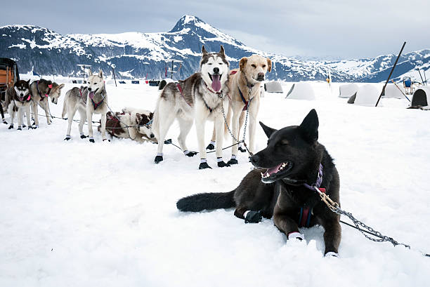 Free picture: snow, winter, sled, cold, ice, dogsled, traveler, vehicle