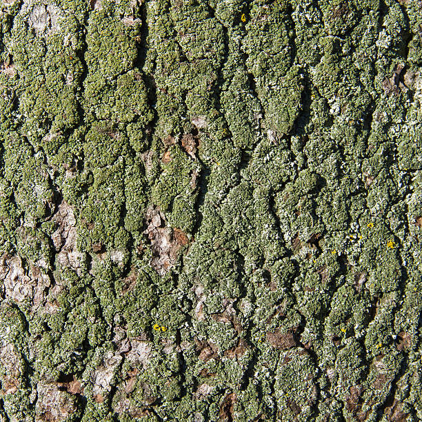 Tronco De Arbol Pictures | Download Free Images on Unsplash