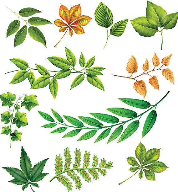 90+ Stomata Background Stock Illustrations, Royalty-Free Vector ... 90+ Stomata Background Stock Illustrations, Royalty-Free Vector ...