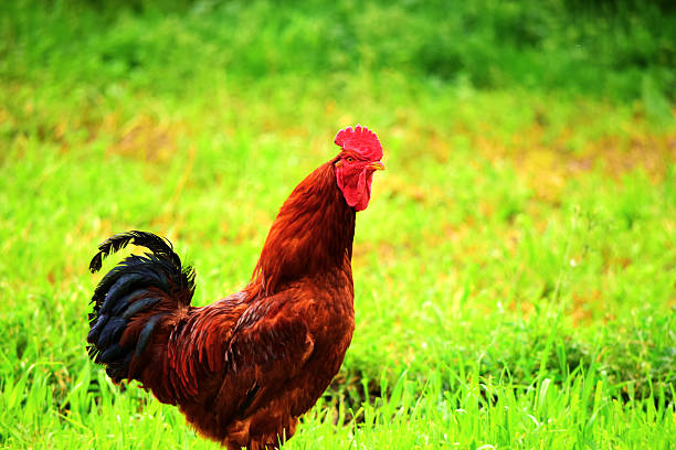 Sussex Huhn Bilder Und Stockfotos Istock
