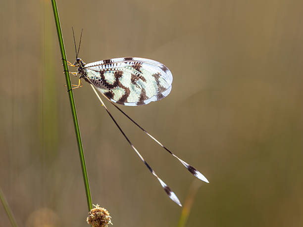 Free picture: beautiful photo, dragonfly, lacewing, insect, nature ...