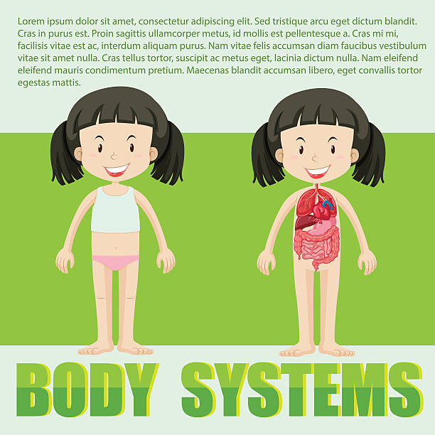 90 Clip Art Of A Girl Anatomy Ilustrasi Grafik Vektor And Clip Art