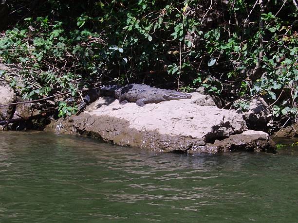 Free Stock Photo of Stone alligator | Download Free Images and Free ...