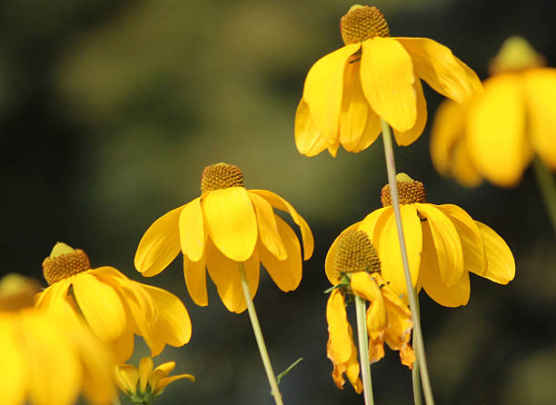 Free Stock Photo of Yellow Prairie Coneflowers | Download Free Images ...