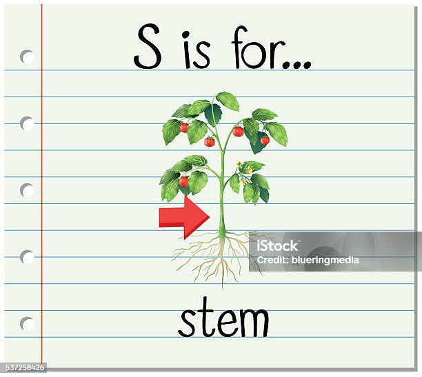 S 글자 플래시 카드 는 줄기 교육에 대한 스톡 벡터 아트 및 기타 이미지 교육 나무 벡터 Istock