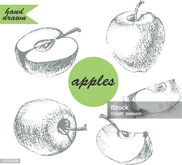Sketsa Pensil Yang Digambar Tangan Dari Buah Apel Ilustrasi Stok ... Sketsa Pensil Yang Digambar Tangan Dari Buah Apel Ilustrasi Stok ...