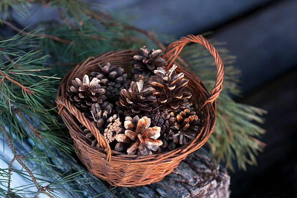 Free Stock Photo of Basket Filled With Pine Cones Next to Pile of Logs ...