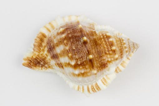 Sea Shells 흰색 바탕에 0명에 대한 스톡 사진 및 기타 이미지 0명 그물 스타킹 바다 Istock