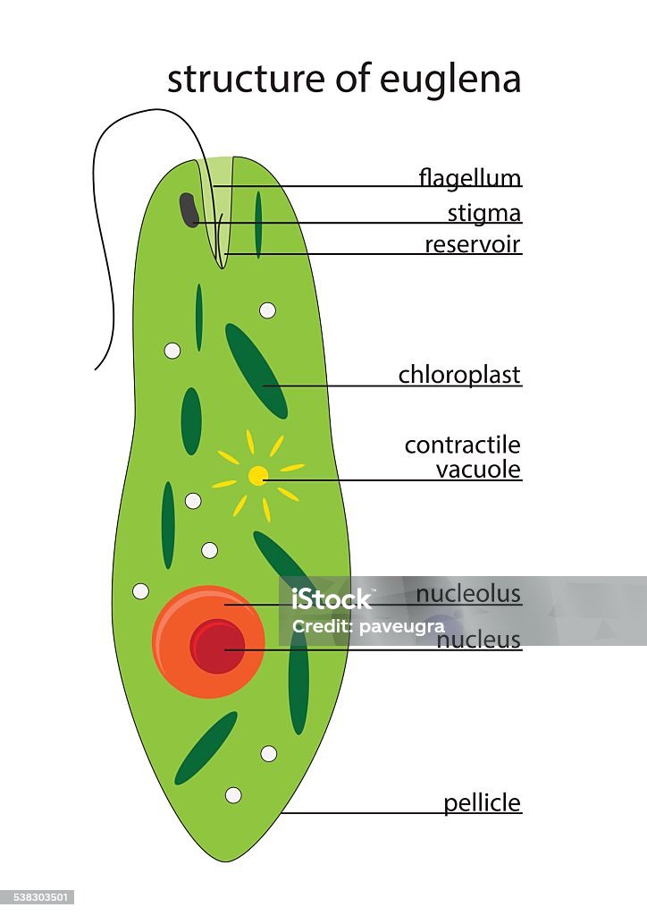 Euglena Structure