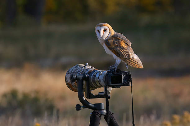 Owls Photographer Camera - Free photo on Pixabay