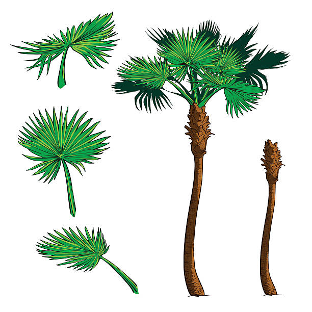 70+ Sabal Palm Tree Stock Illustrations, Royalty-Free Vector Graphics ... 70+ Sabal Palm Tree Stock Illustrations, Royalty-Free Vector Graphics ...