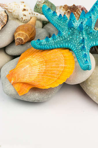 Sea Shells 흰색 바탕에 껍데기에 대한 스톡 사진 및 기타 이미지 껍데기 복족류 불가사리류 Istock