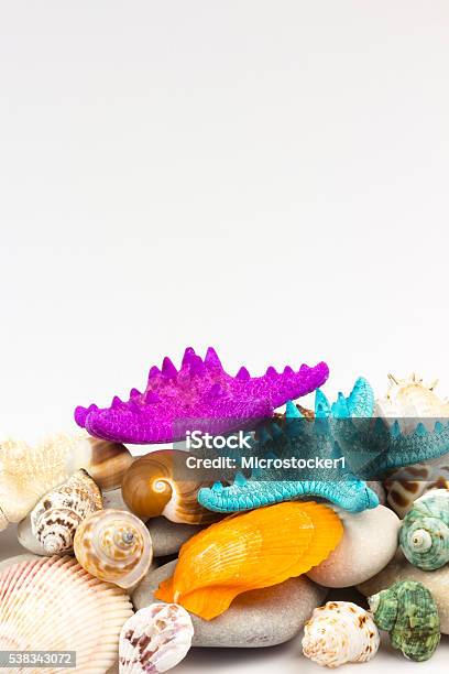 Sea Shells 흰색 바탕에 그물 스타킹에 대한 스톡 사진 및 기타 이미지 그물 스타킹 껍데기 나선형 Istock
