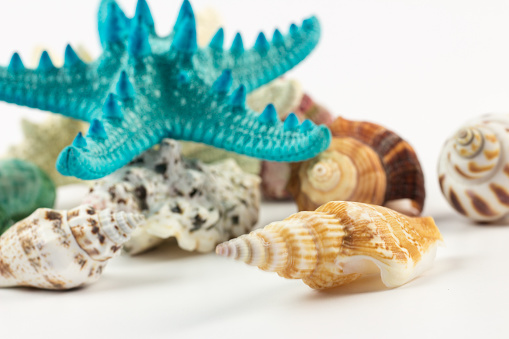 Sea Shells 흰색 바탕에 그물 스타킹에 대한 스톡 사진 및 기타 이미지 그물 스타킹 껍데기 나선형 Istock