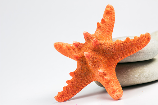 Sea Shells 흰색 바탕에 그물 스타킹에 대한 스톡 사진 및 기타 이미지 그물 스타킹 껍데기 나선형 Istock