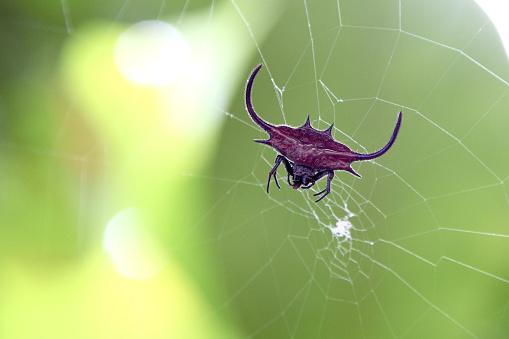 Labalaba Penenun Orb Berduri Merah Foto Stok - Unduh Gambar Sekarang ... Labalaba Penenun Orb Berduri Merah Foto Stok - Unduh Gambar Sekarang ...
