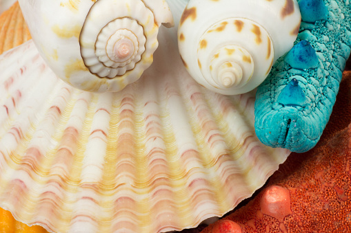 Sea Shells 흰색 바탕에 그물 스타킹에 대한 스톡 사진 및 기타 이미지 그물 스타킹 껍데기 나선형 Istock