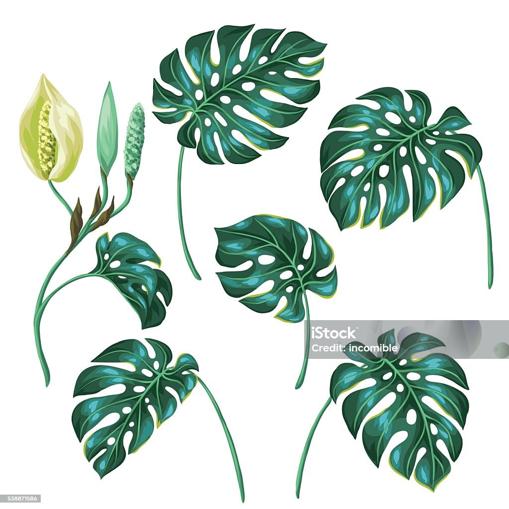 Daun Monstera Bergaya Gambar Dekoratif Dedaunan Tropis Dan Bunga
