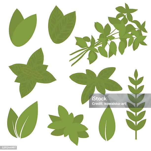 Daun Herbal Terisolasi Tanaman Ilustrasi Stok Unduh Gambar Sekarang