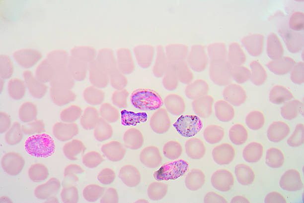 Free picture: micrograph, plasmodium malariae, microgametocyte