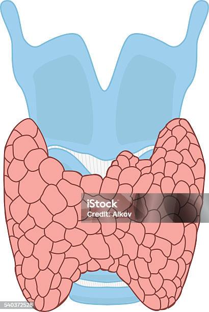 Glande Thyroïde Avec Cartilage Thyroïdien Et Anatomie De La Trachée