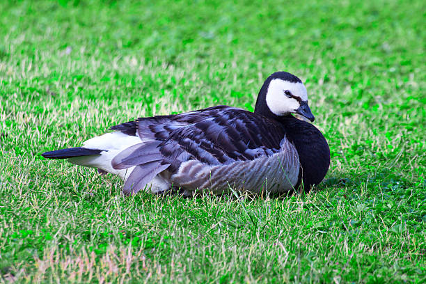 Free Stock Photo of Goose Sitting in Grass Near Tree | Download Free ...