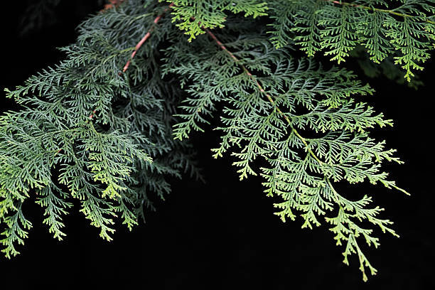 Hinoki Pictures | Download Free Images on Unsplash