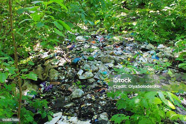 Photo Libre De Droit De Détritus En Forêt La Pollution De