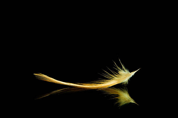 Free picture: White feather with black acrylic paint dots on it close ...