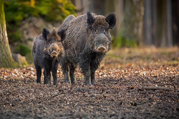 Boar Pictures | Download Free Images on Unsplash