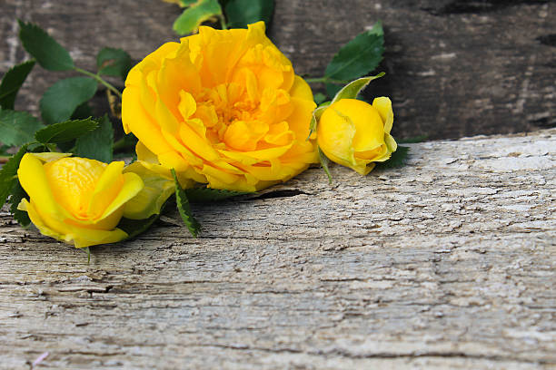 Free Stock Photo of Yellow roses on a rustic wooden barrel | Download ...
