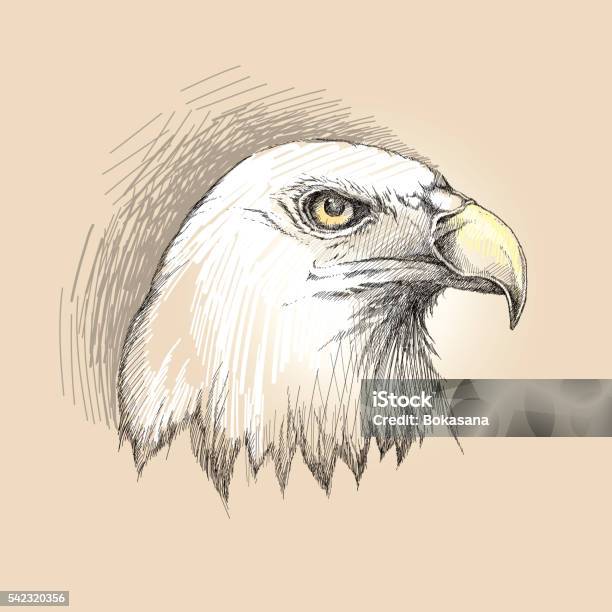 Vektor Sketsa Profil Kepala Elang Botak Berwarna Hitam Ilustrasi Stok Unduh Gambar Sekarang