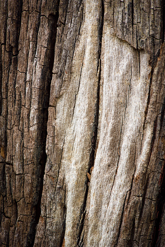 Wood Texture 照片檔及更多 厚板 照片 厚板 咖啡色 商業金融與工業 Istock