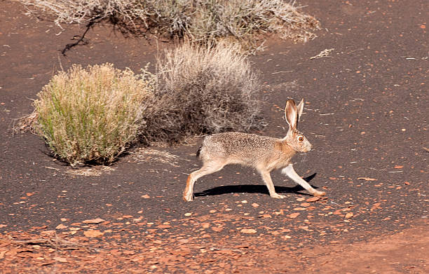 Jackrabbit Pictures | Download Free Images on Unsplash