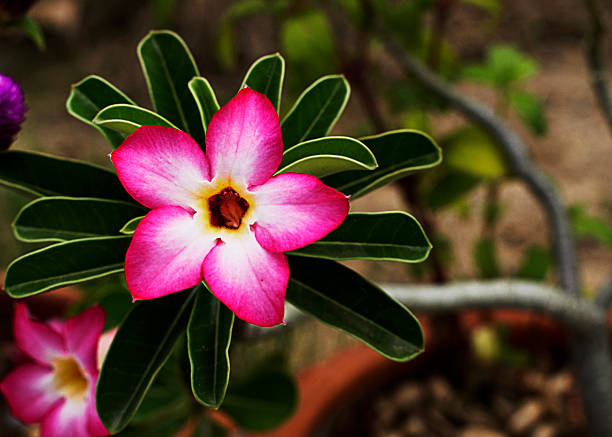 Flowwer Pictures | Download Free Images on Unsplash