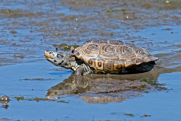 5+ Diamondback terrapin free images