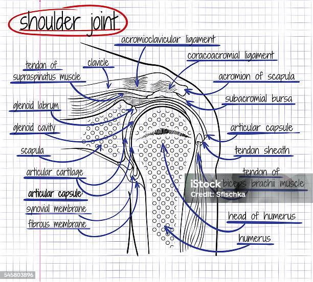 Vector Drawing Of The Shoulder Joint向量圖形及更多腱圖片 腱 膊頭 人 Istock