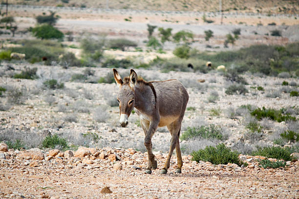 Free picture: Donkey (Equus asinus asinus) walking on a dusty road on ...