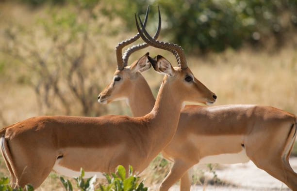 Best Antelope Pictures [HD] | Download Free Images on Unsplash