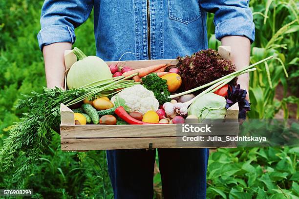 Petani Memegang Kotak Kayu Dengan Tanaman Sayuran Konsep Pertanian Foto ... Petani Memegang Kotak Kayu Dengan Tanaman Sayuran Konsep Pertanian Foto ...