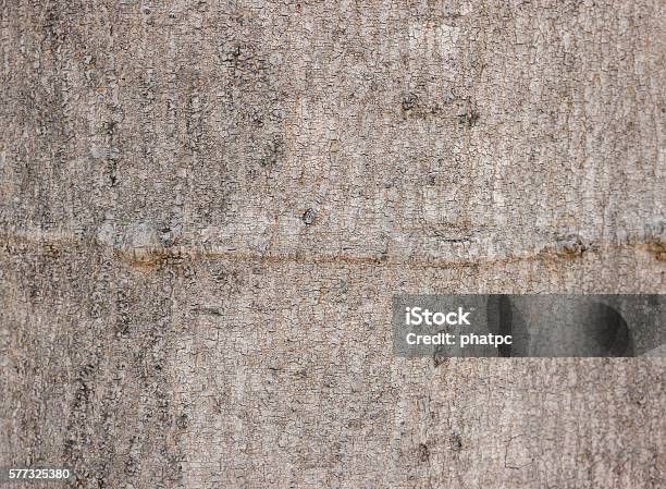 Wood Texturewood Texture Background 照片檔及更多 一片 照片 一片 咖啡色 商業金融與工業