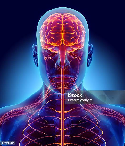 3 D 일러스트 숫나사 신경계 3차원 형태에 대한 스톡 사진 및 기타 이미지 3차원 형태 사람 뇌 과학 Istock