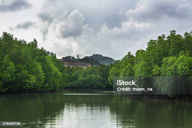 Hutan Pohon Mangrove Foto Stok Unduh Gambar Sekarang Hutan Bakau