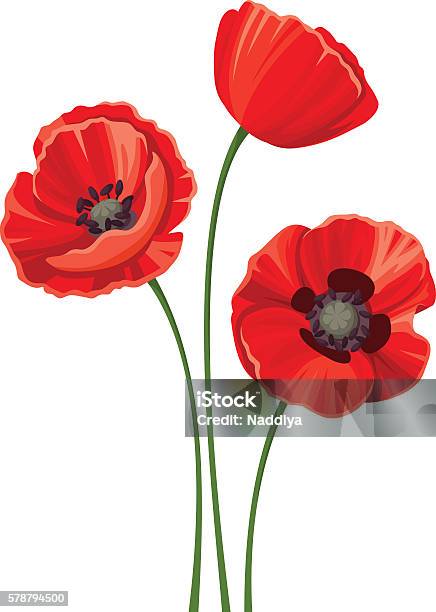 3 레드 Poppies 벡터 일러스트레이션 양귀비 식물에 대한 스톡 벡터 아트 및 기타 이미지 양귀비 식물 3가지 개체
