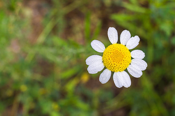 Free picture: Close up of single white daisy flower (Bellis perennis ...