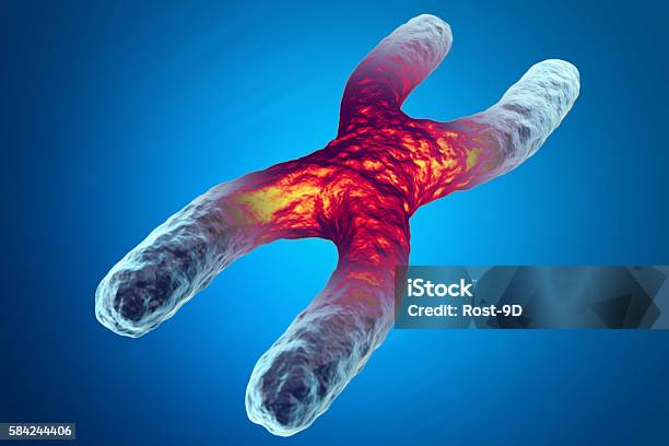X 염색체 중앙에 빨강 감염의 개념 말단 소립에 대한 스톡 사진 및 기타 이미지 말단 소립 Dna 핵형 Istock